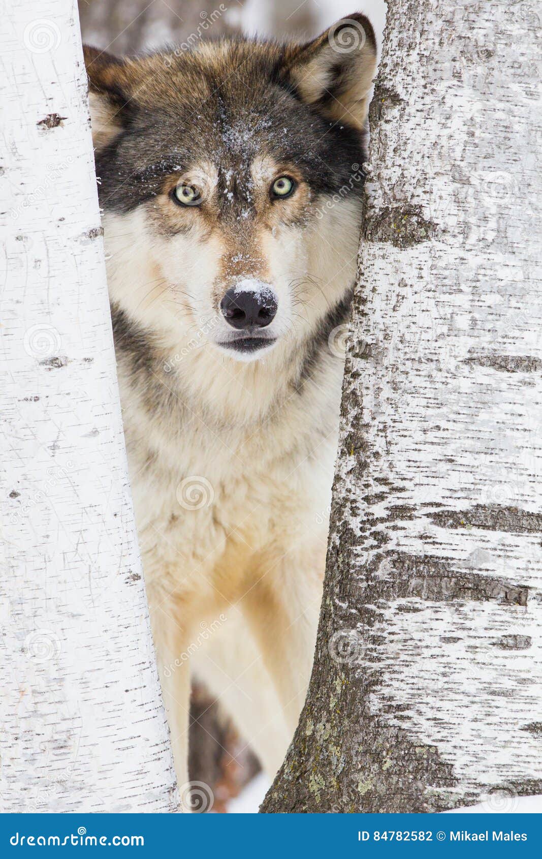 Close-up of timber wolf stock photo. Image of animal - 84782582