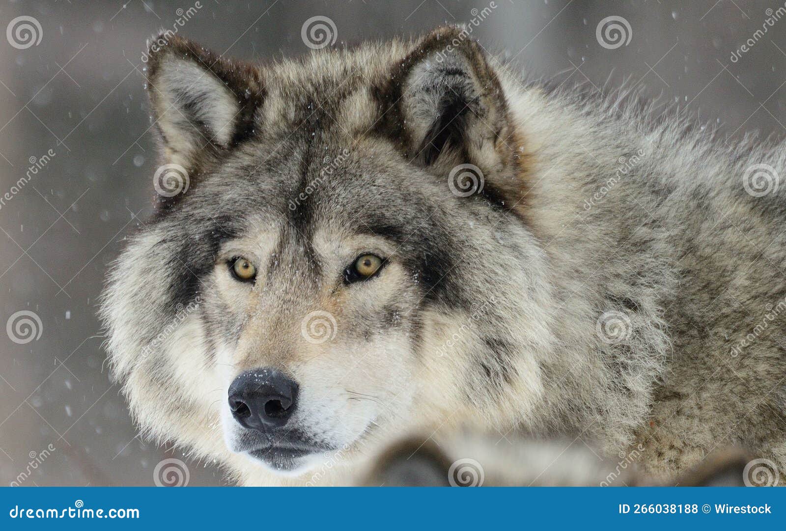 Close-up of a Timberwolf Looking at the Camera in the Snow Stock Photo ...