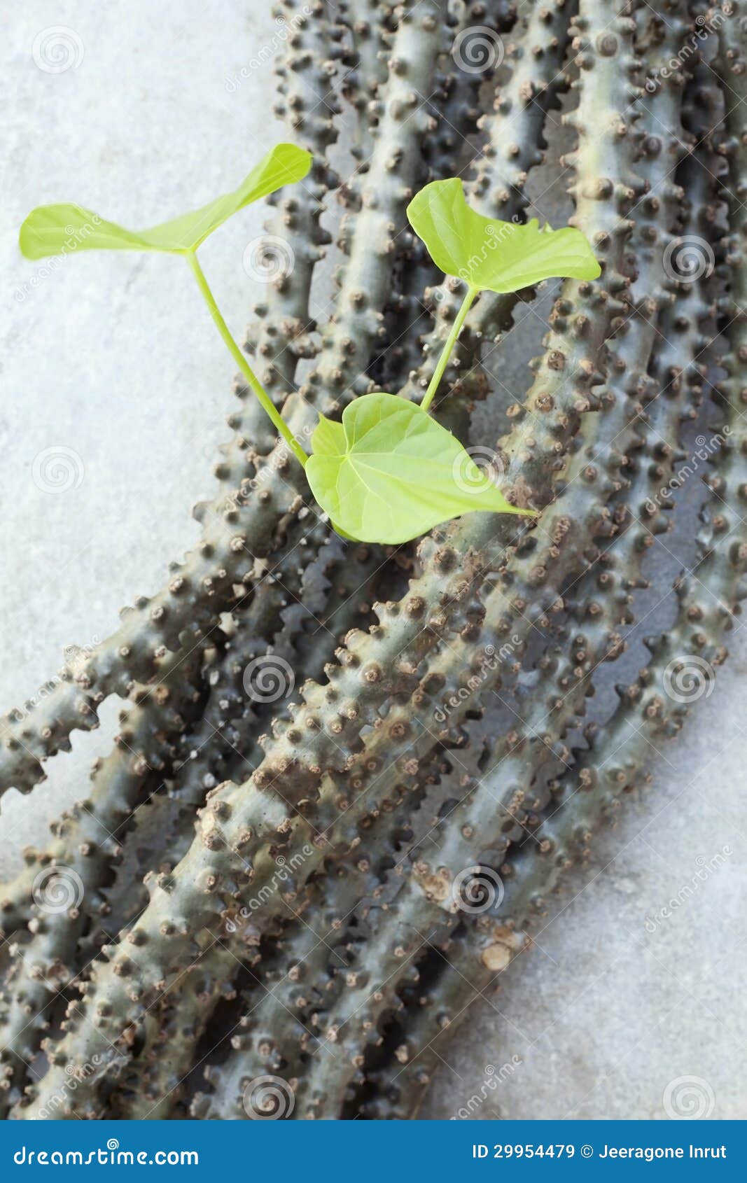 Tinospora crispa stock image. Image of piece, medical - 29954479
