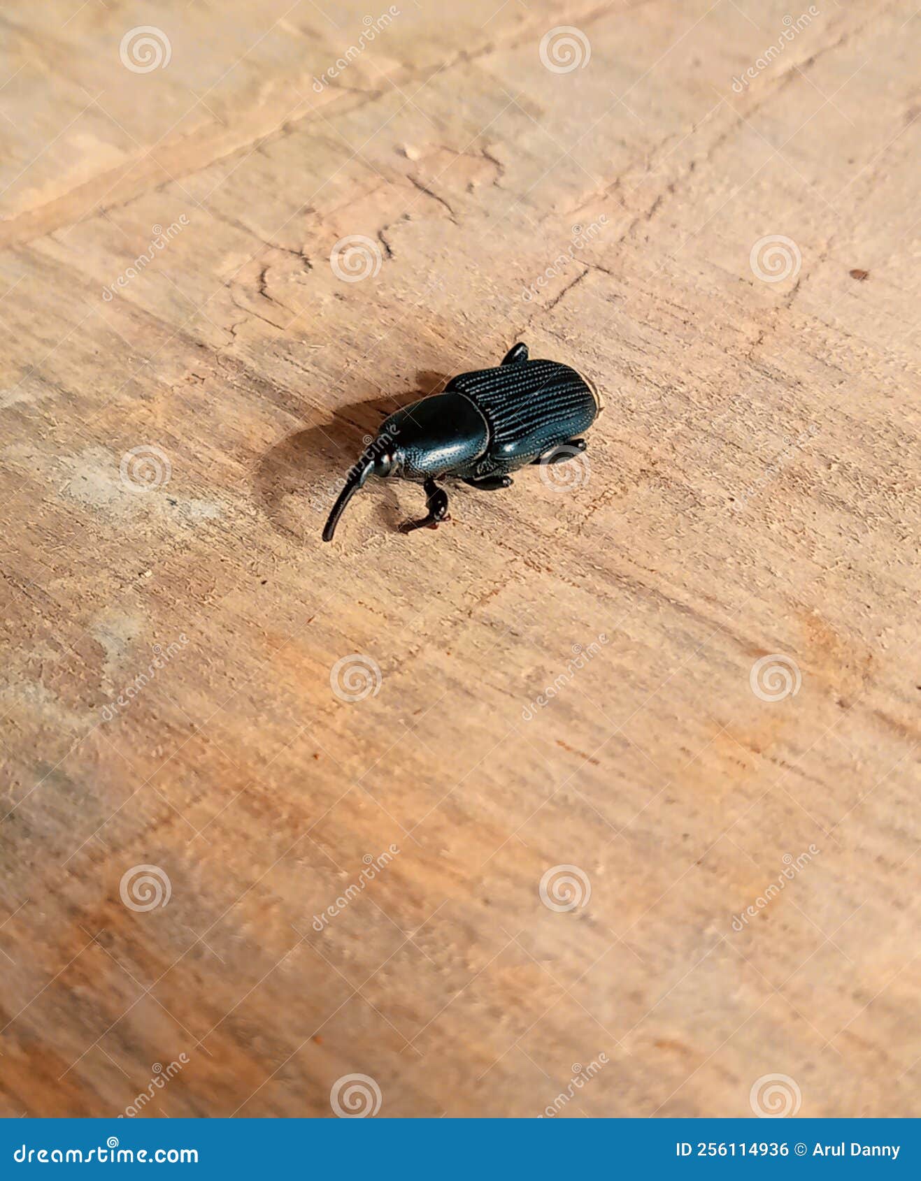 Close Up Tiny Black Dark Beetle Insect on Wood Stock Photo - Image of ...