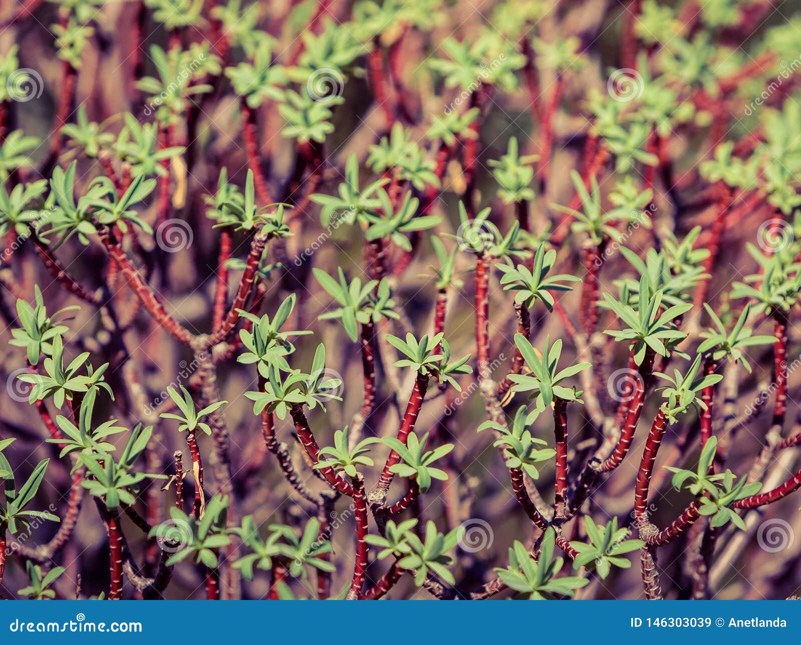 Close Up of Tiny Branches with Leaves Stock Image - Image of background ...