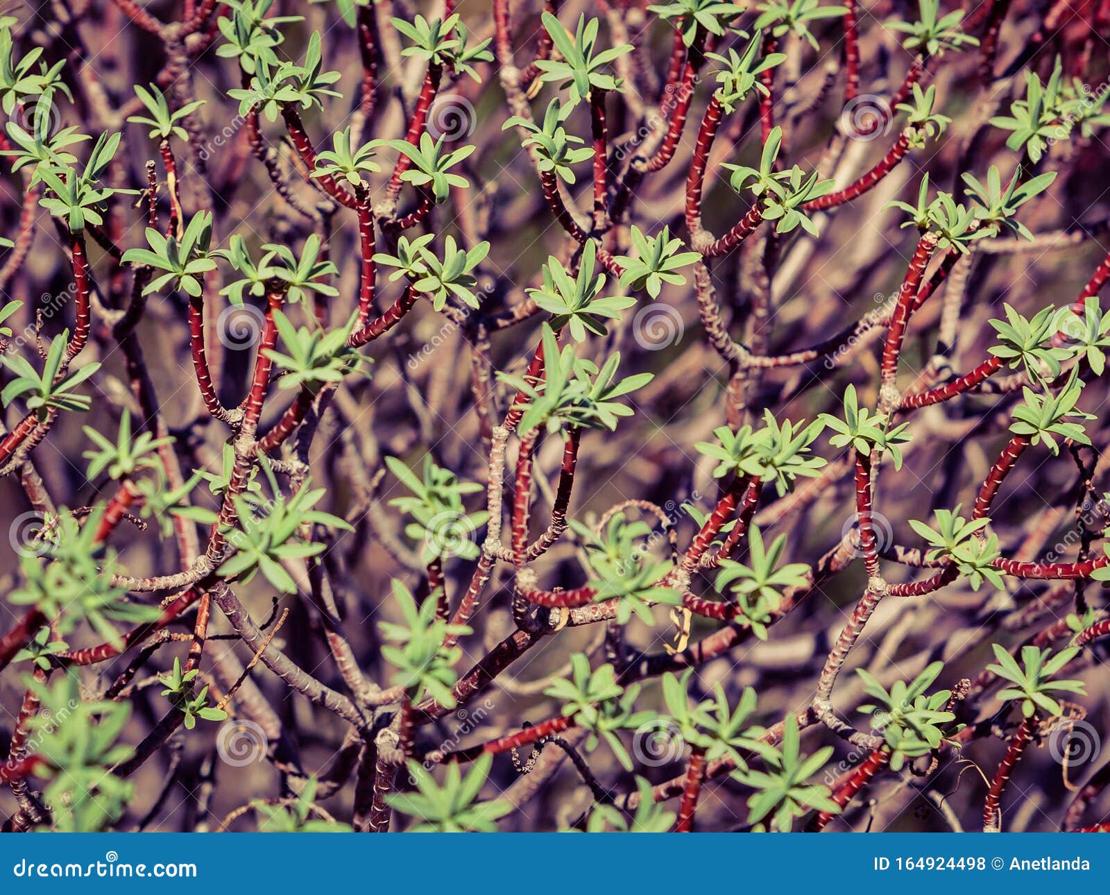 Close Up of Tiny Branches with Leaves Stock Photo - Image of close ...