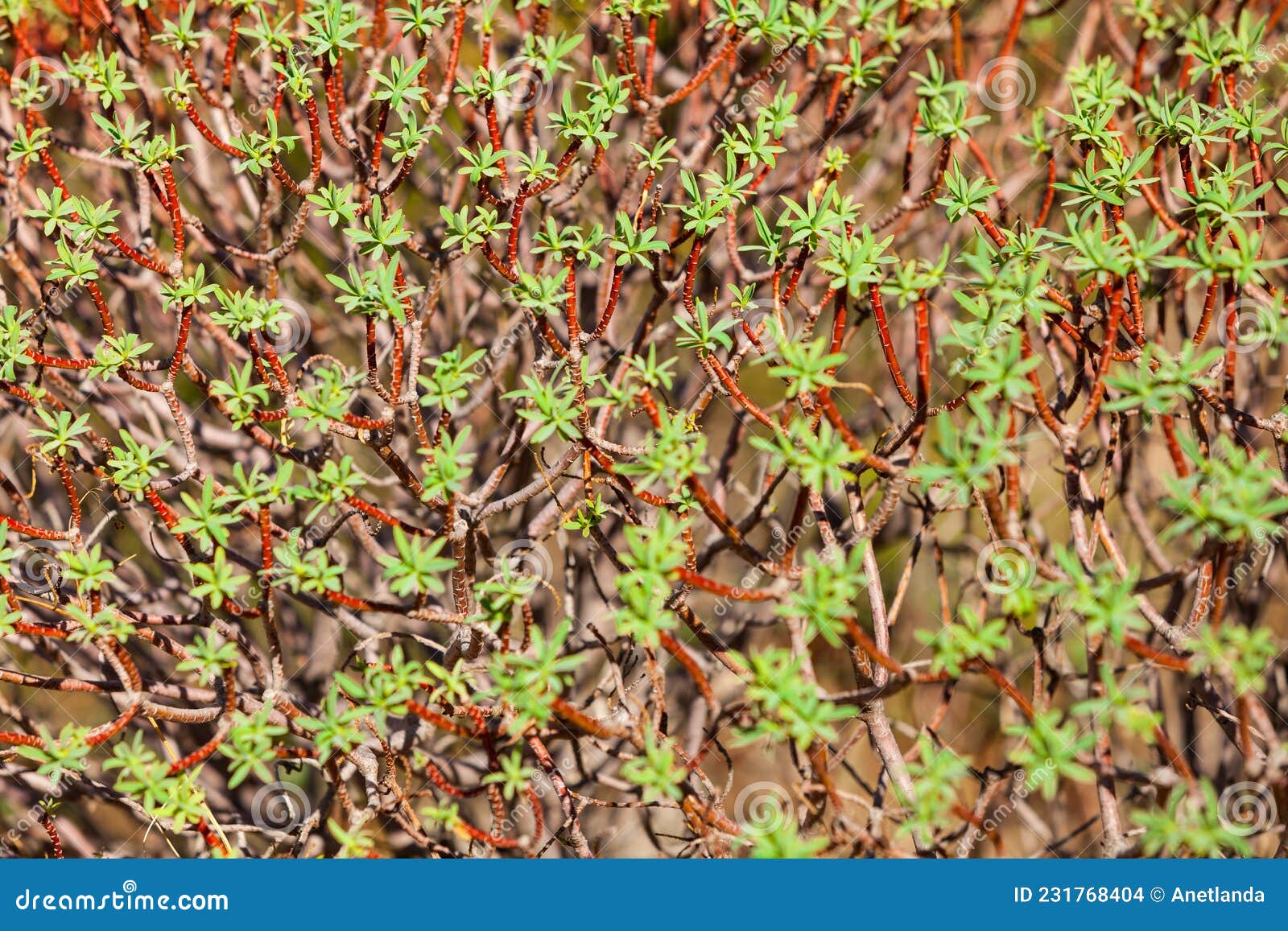 Close Up of Tiny Branches with Leaves Stock Photo - Image of nature ...
