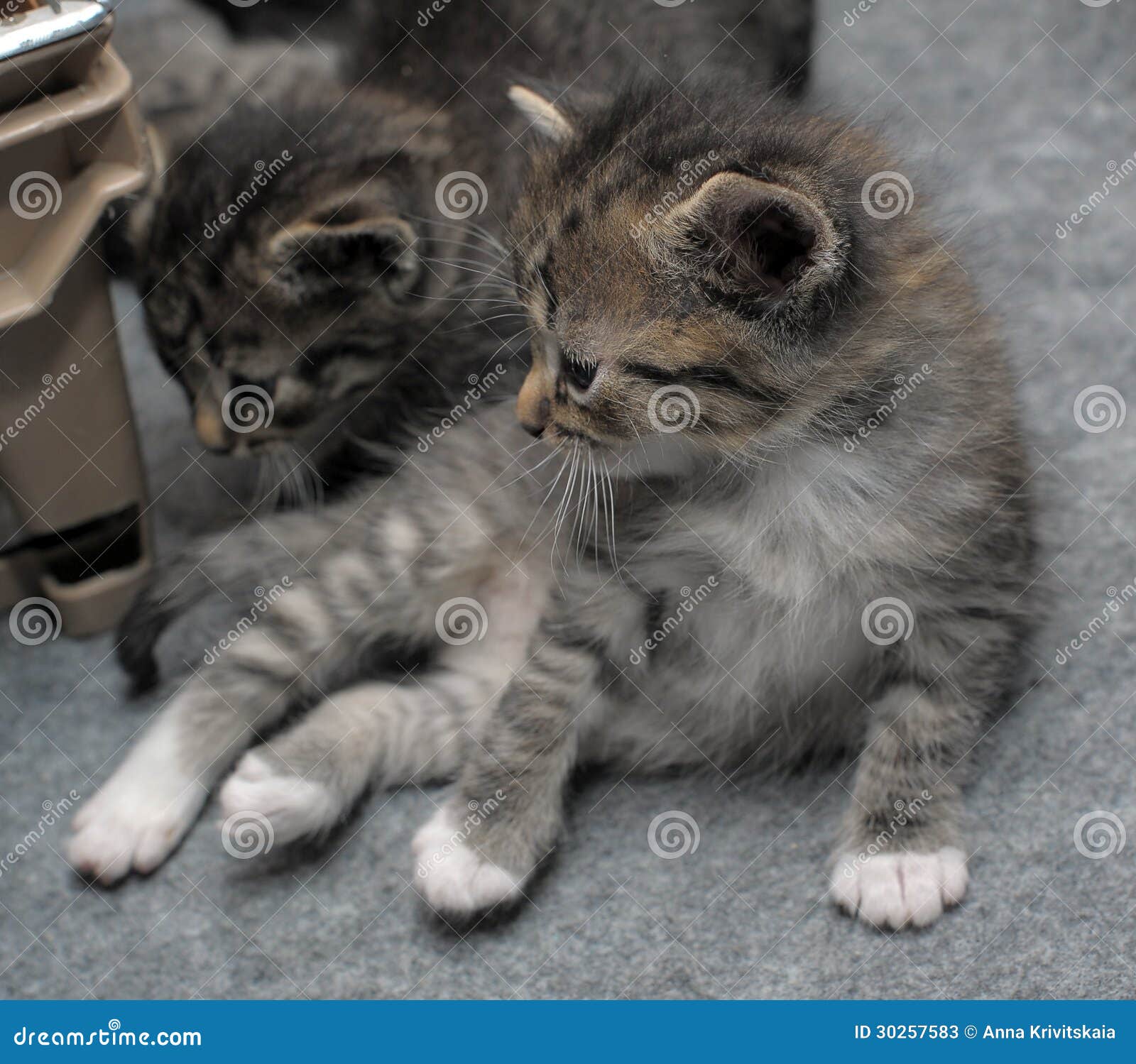 Tiny tabby kittens stock image. Image of relaxing, kitten - 30257583