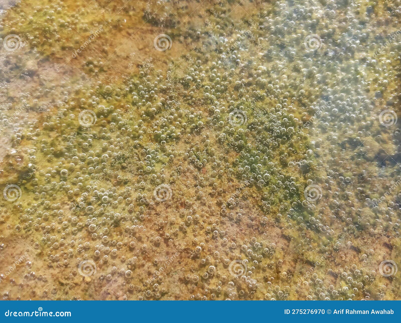 Close Up of Tiny Bubbles in the Swamp during the Day Stock Photo ...