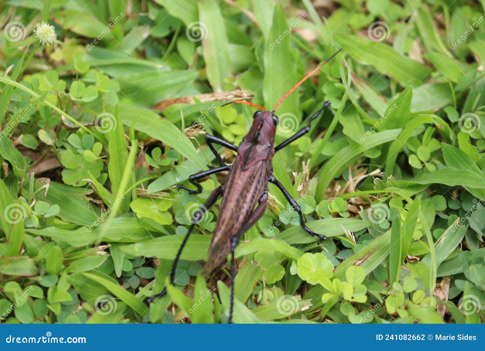A Close-up of a Grasshopper in Costa Rica Stock Photo - Image of lubber ...