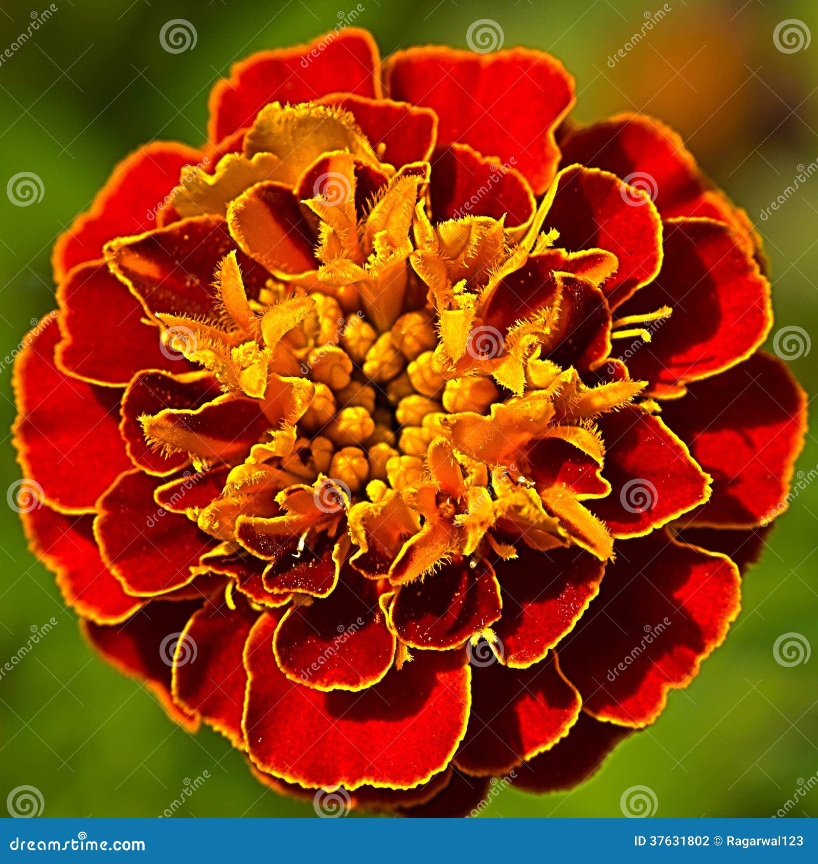Close Up of a Tiny Marigold Stock Photo - Image of blur, common: 37631802