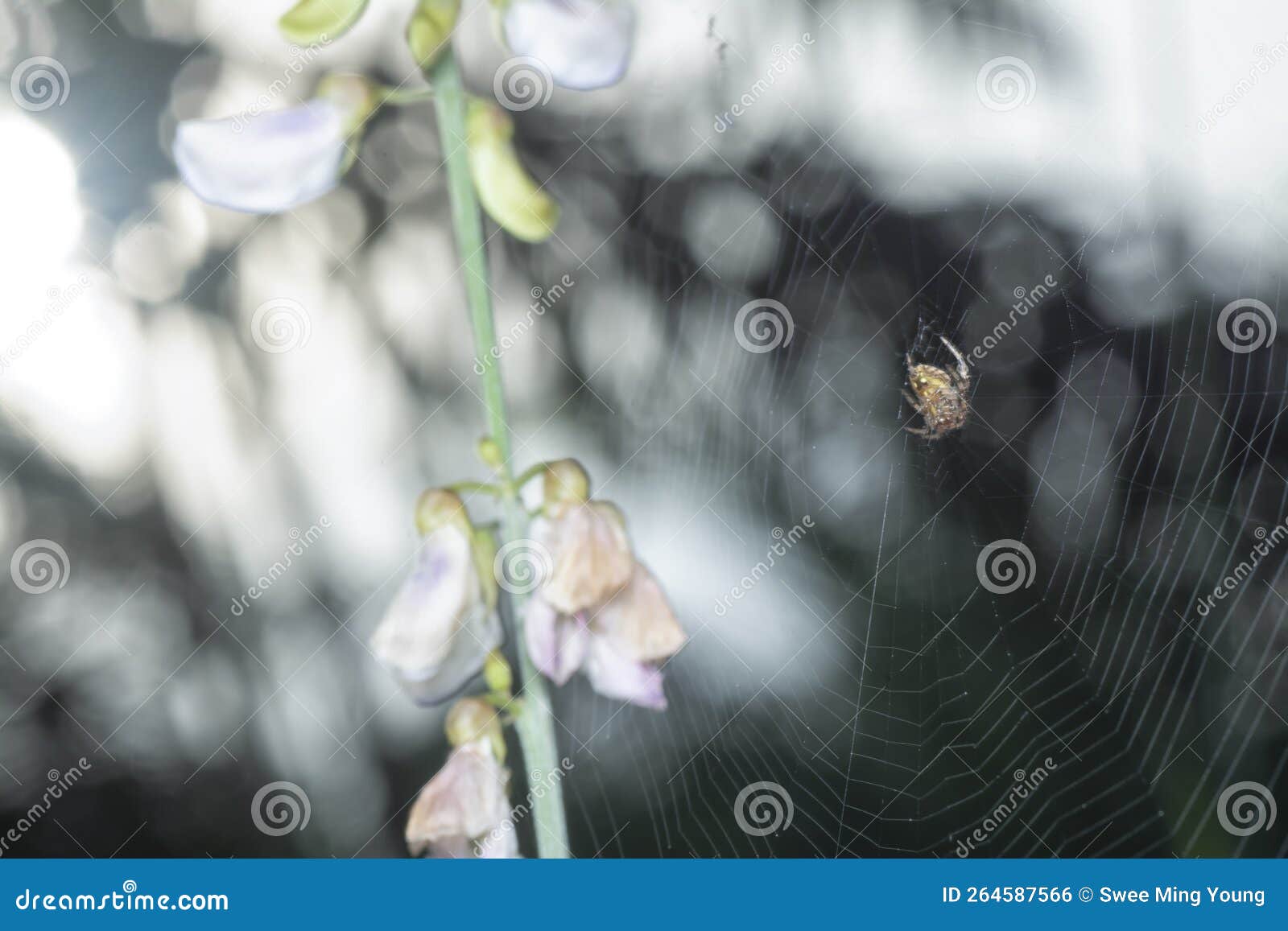 The Tiny Neoscona Spider Resting in the Middle of the Webcob Stock ...