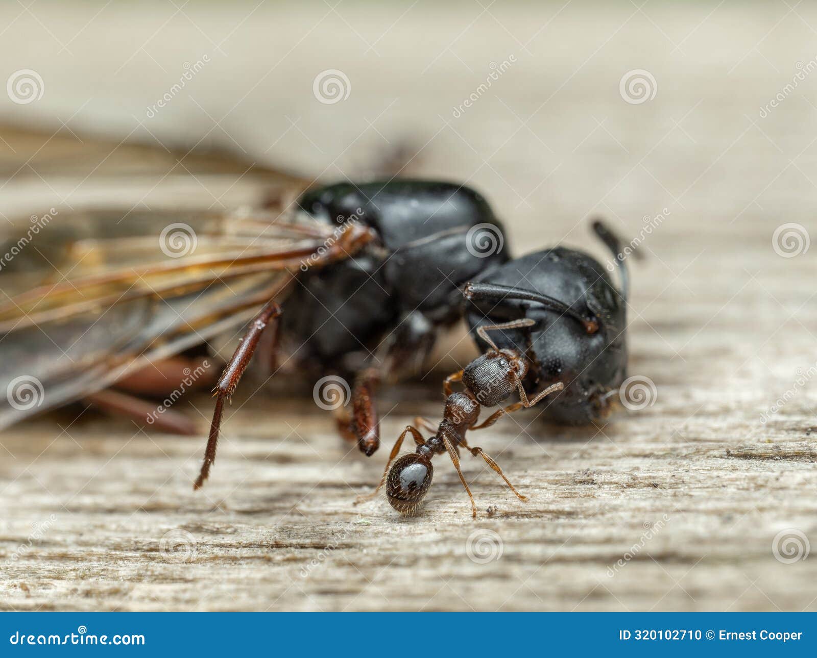 P5110088 Pavement Ant, Tetramorium Immigrans, and Dead Queen Carpenter ...