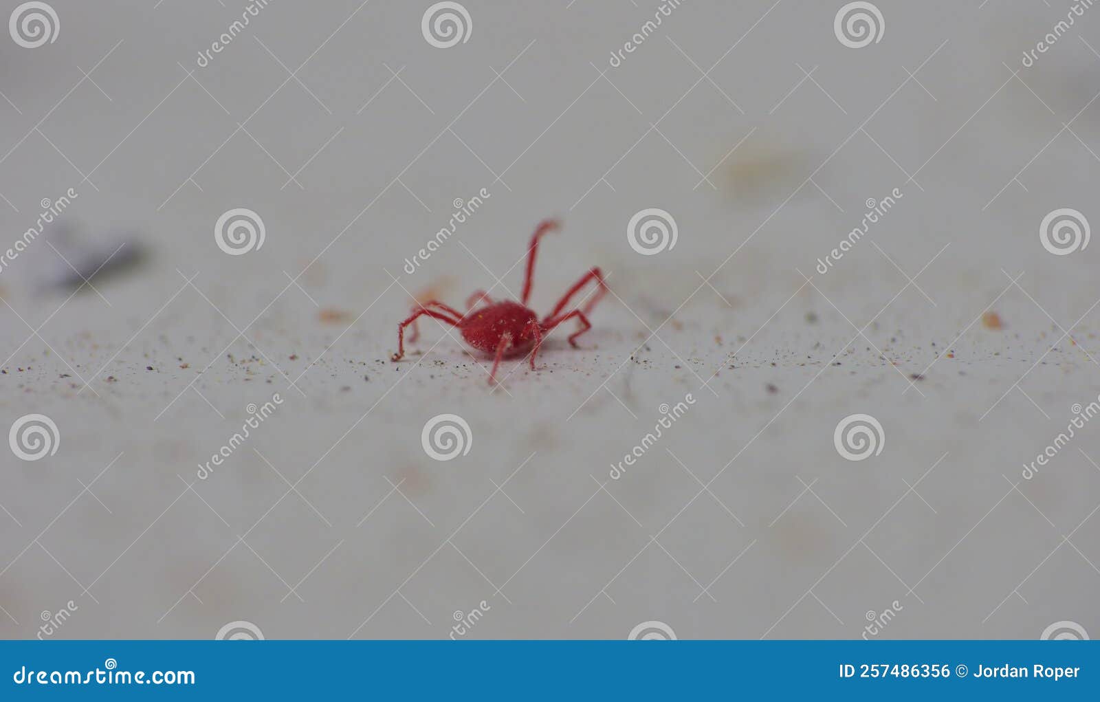 Tiny red mite stock photo. Image of parasite, closeup - 257486356