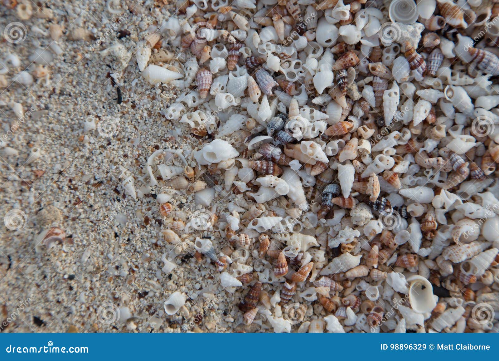 Close Up of Tiny Shells on a Beach Stock Image - Image of broken, tiny ...