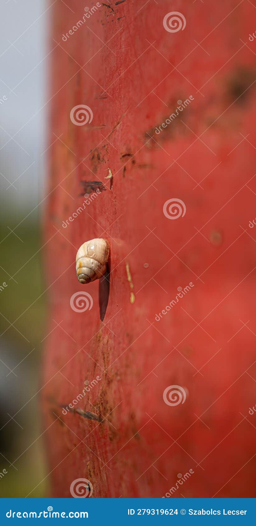 Close-Up of a Tiny Snail Shell Stock Photo - Image of pink, plant ...