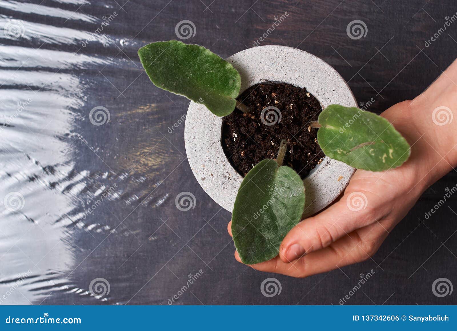 Close Up of Tiny Viola in DIY Concrete Pots. the Concept of Home ...