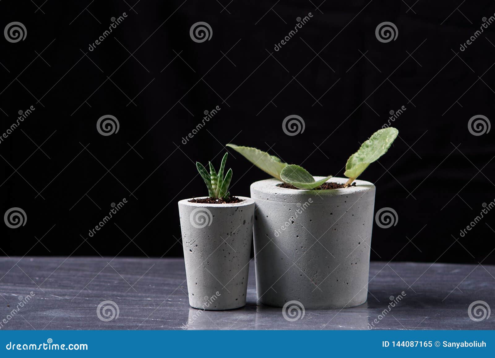 Close Up of Tiny Viola in DIY Concrete Pots. the Concept of Home ...