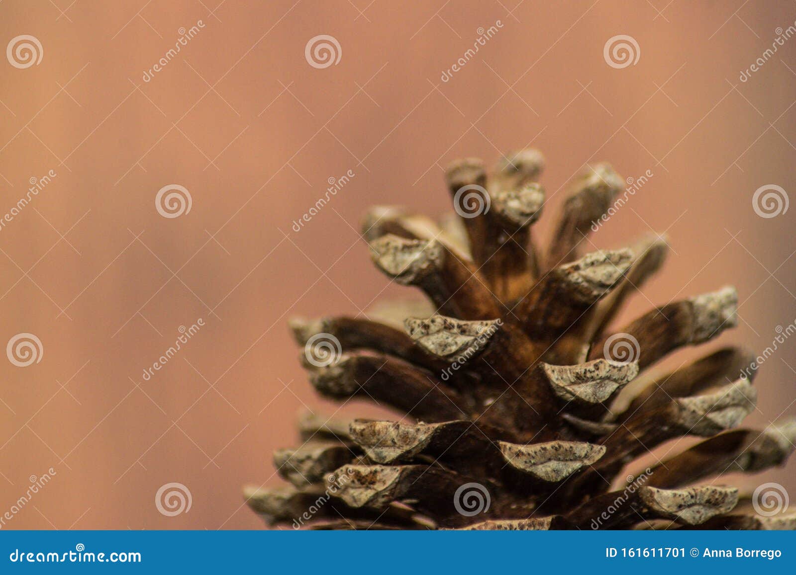 Close Up of the Tip of a Pine Cone on a Light Brown Background Stock ...