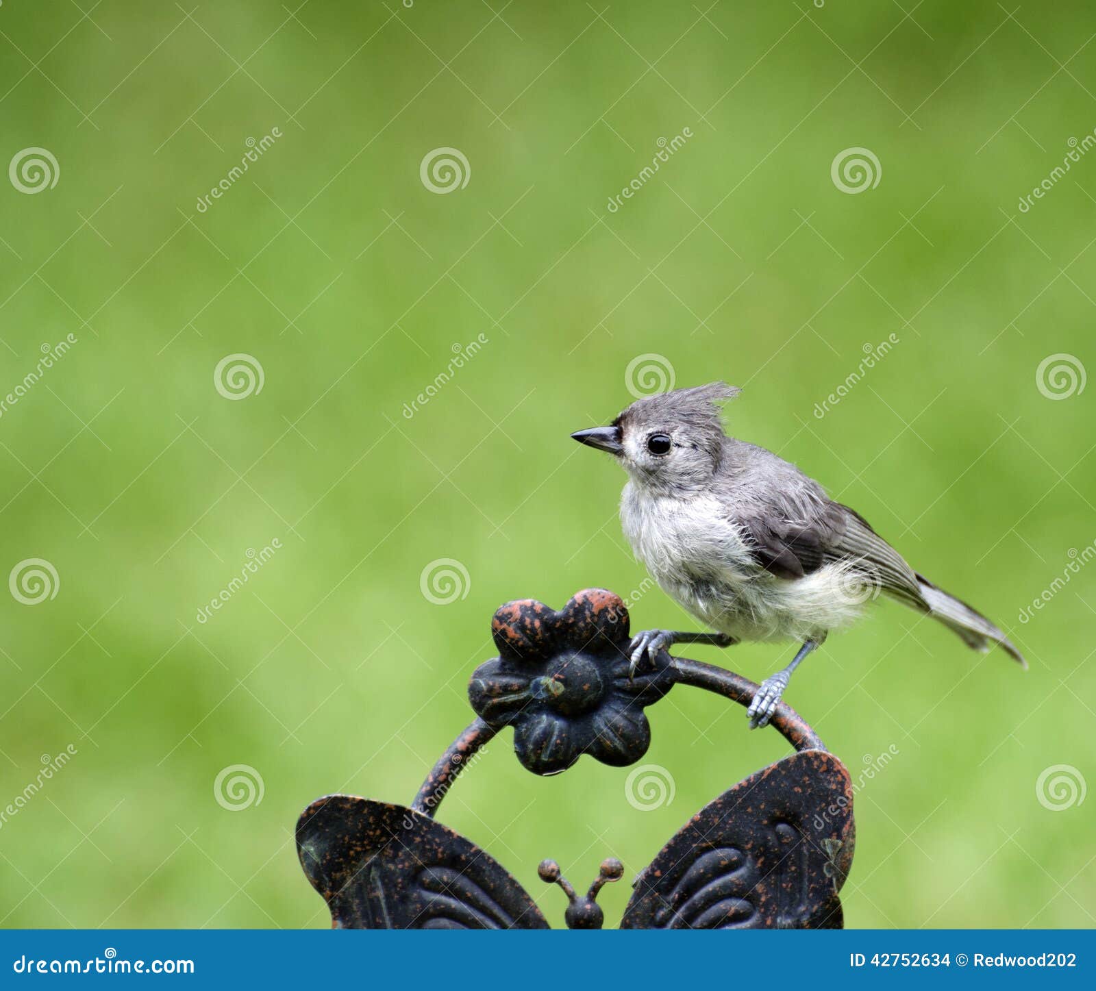 Close up of Titmouse stock photo. Image of fluffy, wild - 42752634
