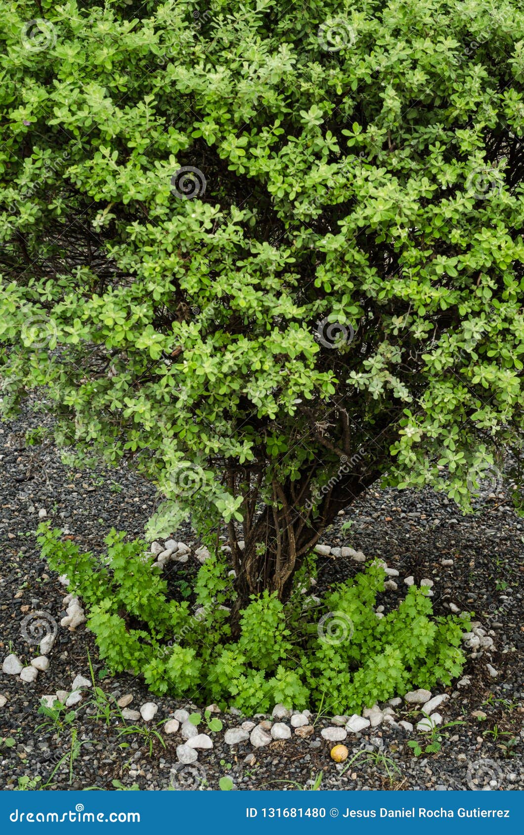 Close Up To a Common Juniper in a Park, Nature Background Stock Photo ...
