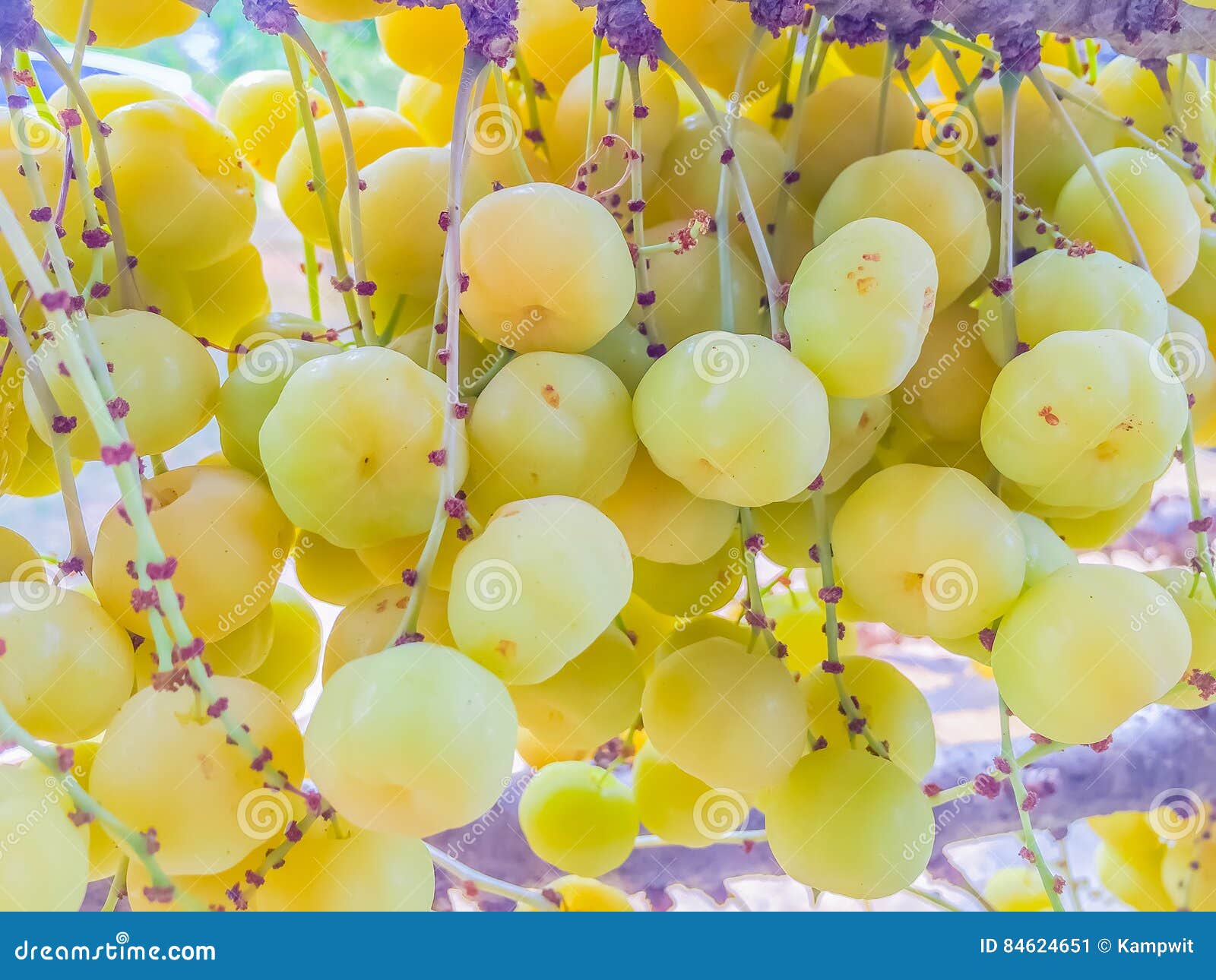 Close Up To Fresh and Fruitful of Star Gooseberry Stock Image - Image ...