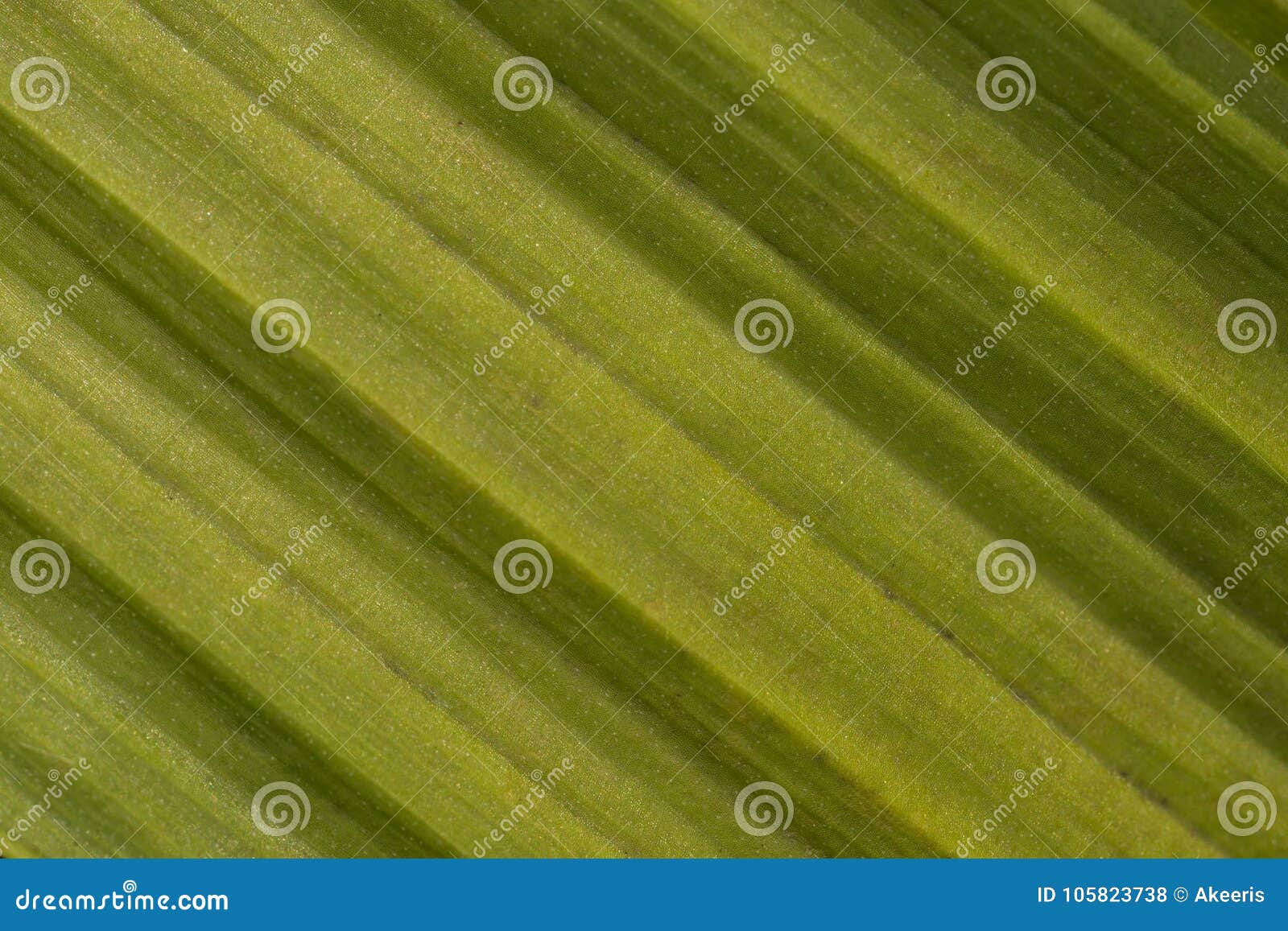 Close Up To Green Pandan Leaf Showing Texture. Royalty-Free Stock Image ...
