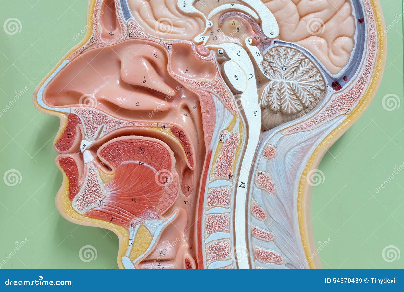 Close up to human brain stock image. Image of cerebellum - 54570439