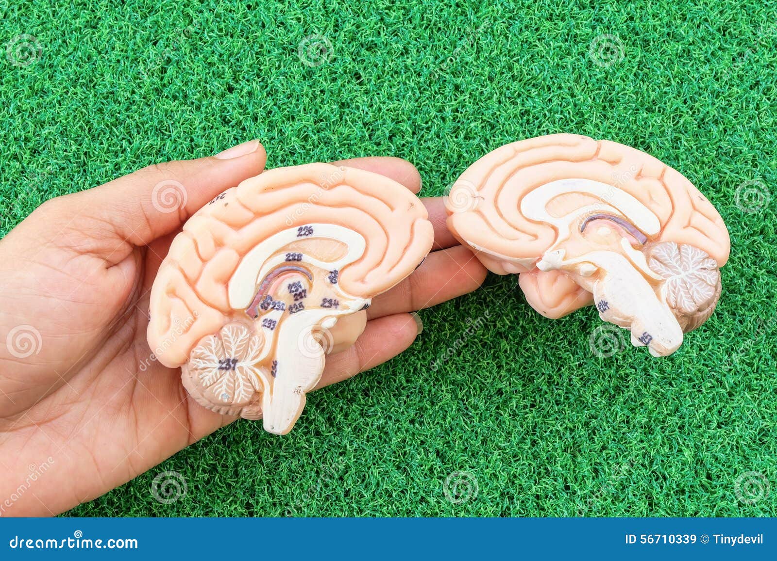 Close up to human brain stock image. Image of mentality - 56710339