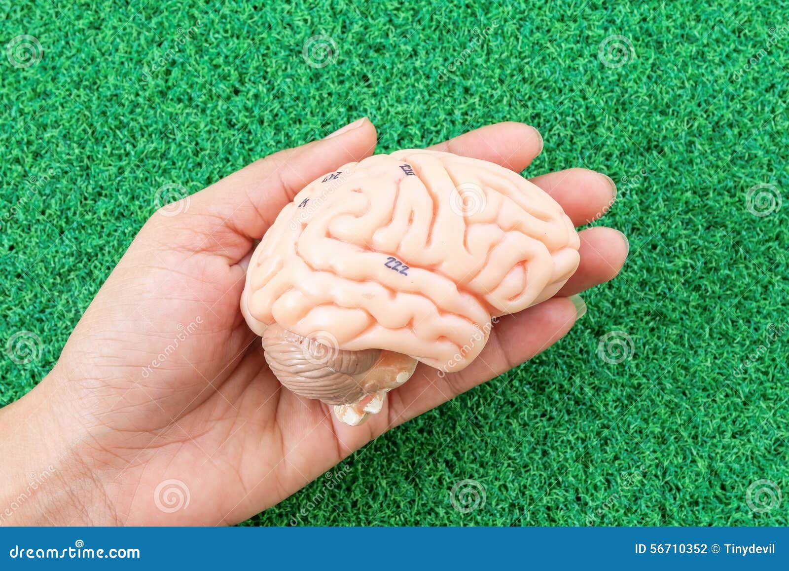 Close up to human brain stock photo. Image of close, function - 56710352