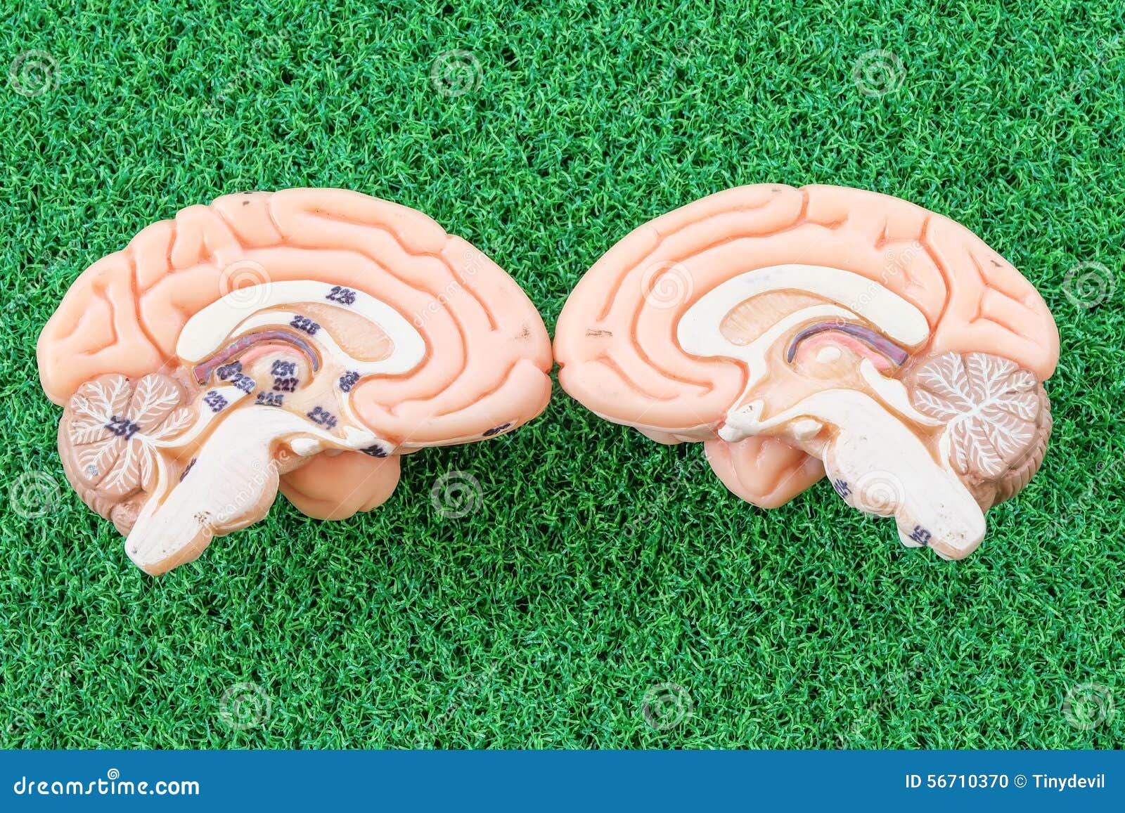Close up to human brain stock photo. Image of mentality - 56710370
