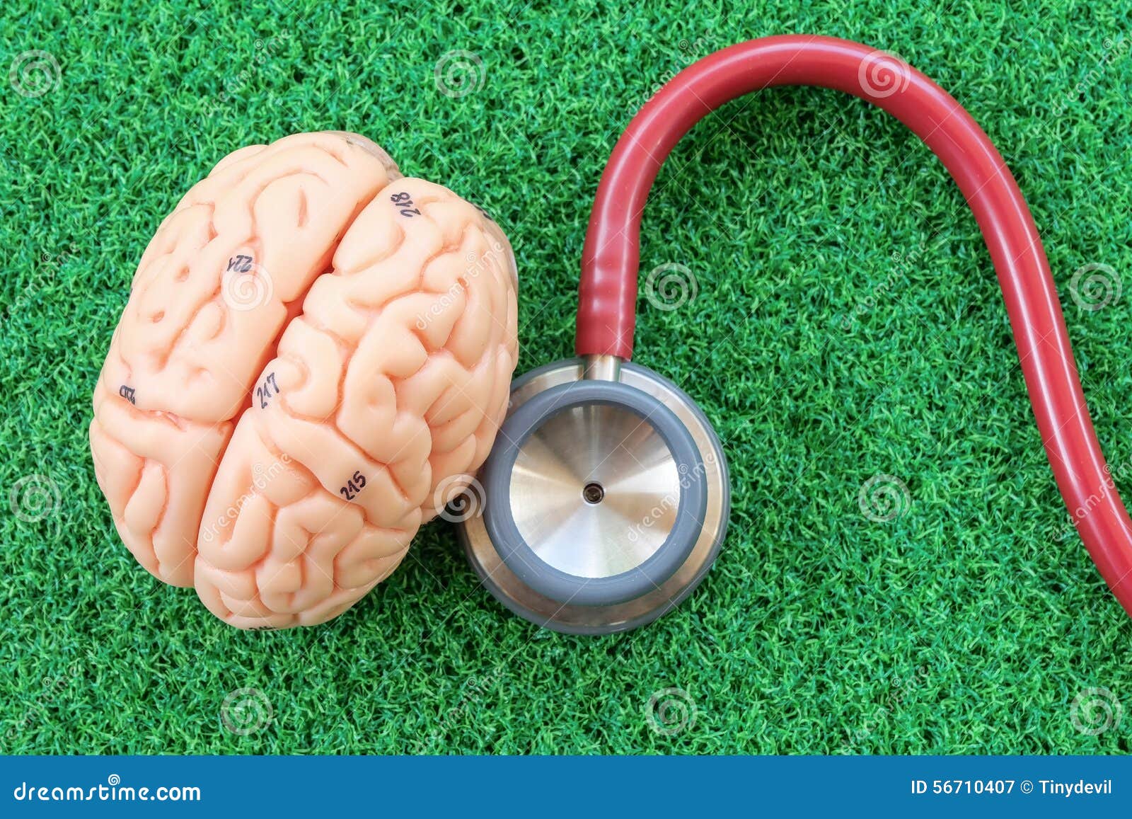 Close up to human brain stock image. Image of neurology - 56710407