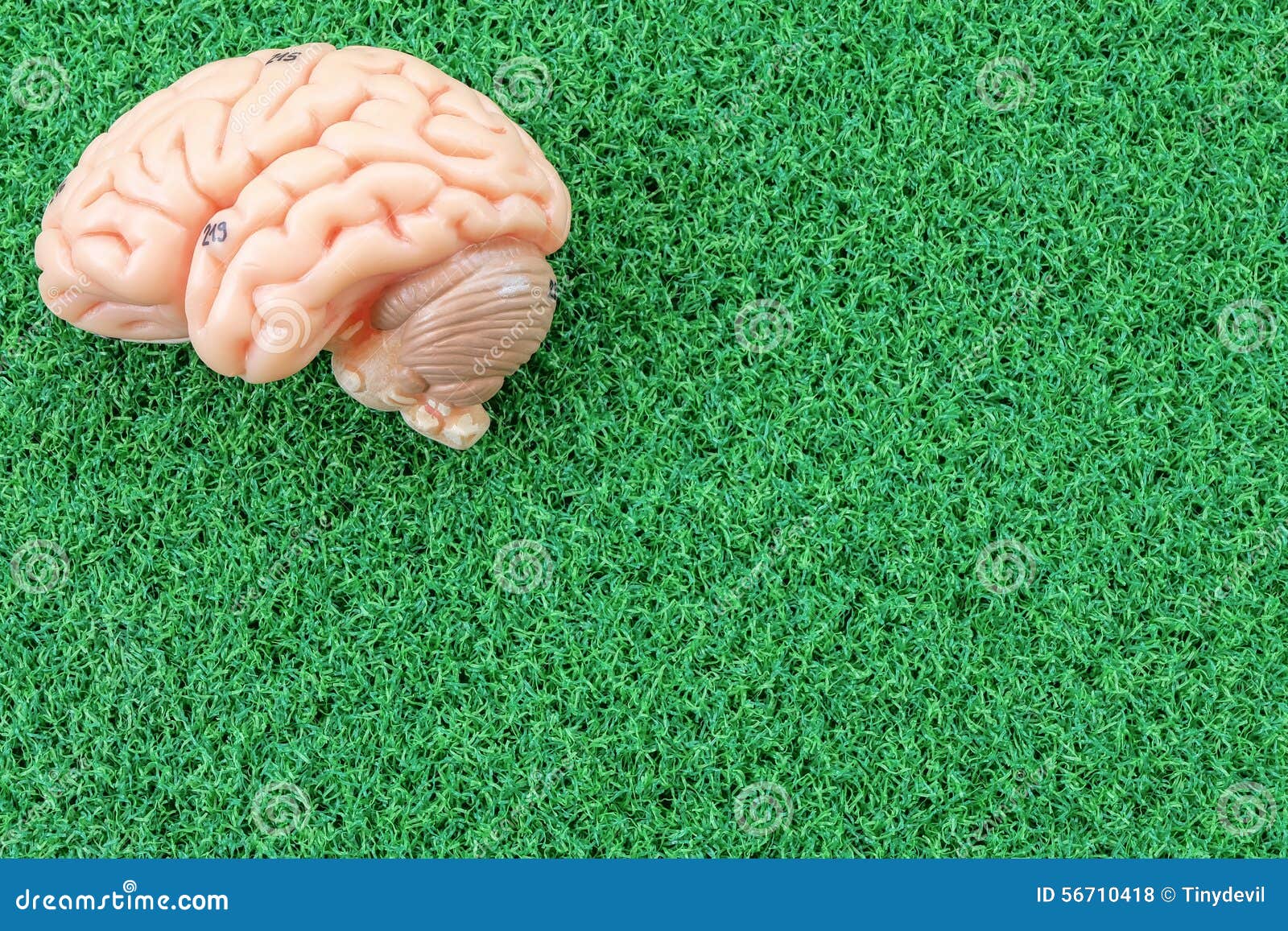 Close up to human brain stock photo. Image of genius - 56710418