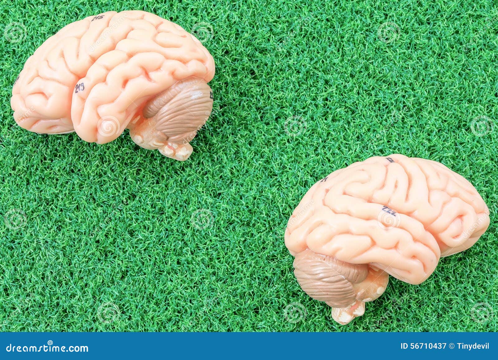 Close up to human brain stock image. Image of close, central - 56710437