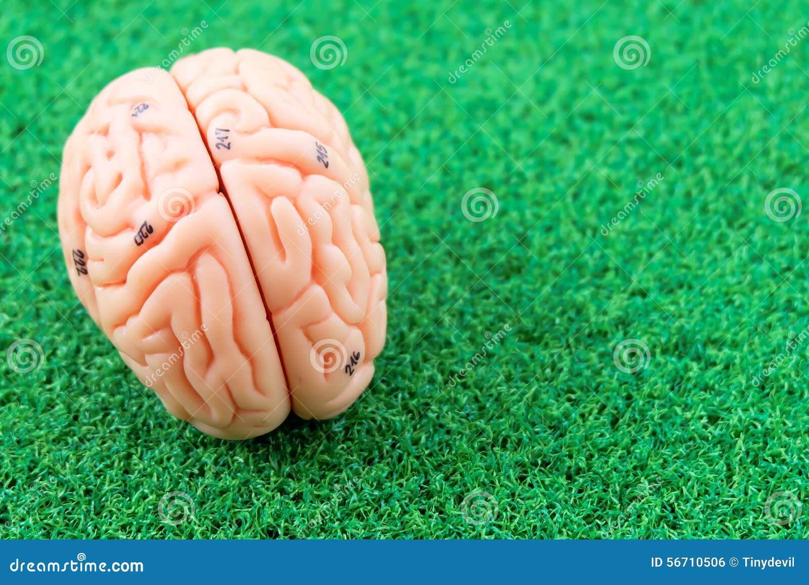 Close up to human brain stock photo. Image of cerebellum - 56710506