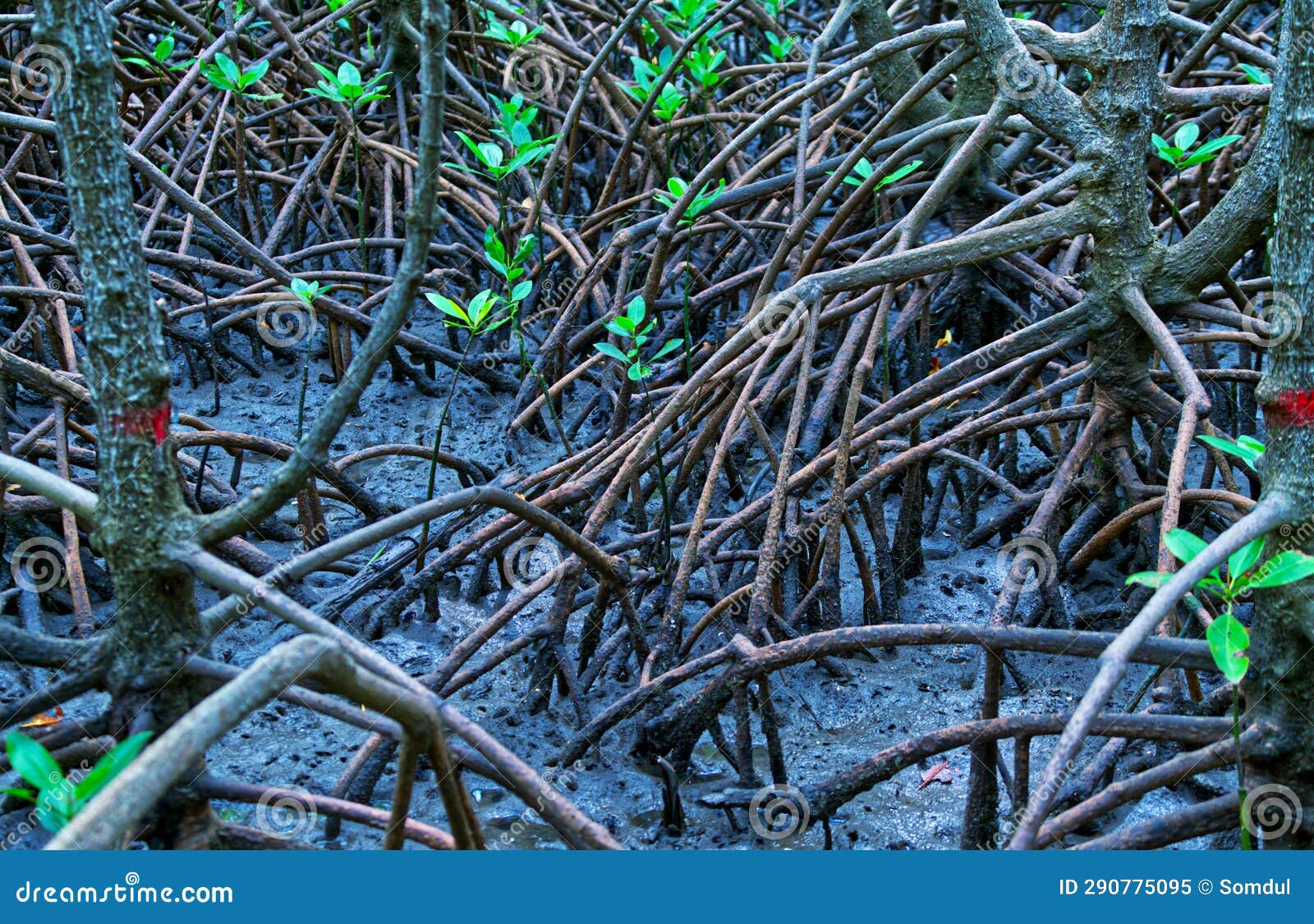 Close Up To the Roots and Mud Stock Image - Image of landscape ...