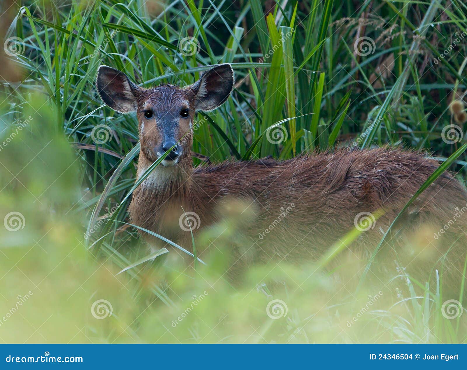 The Sitatunga Is A Rare Swamp-dwelling Antelope. Royalty-Free Stock ...