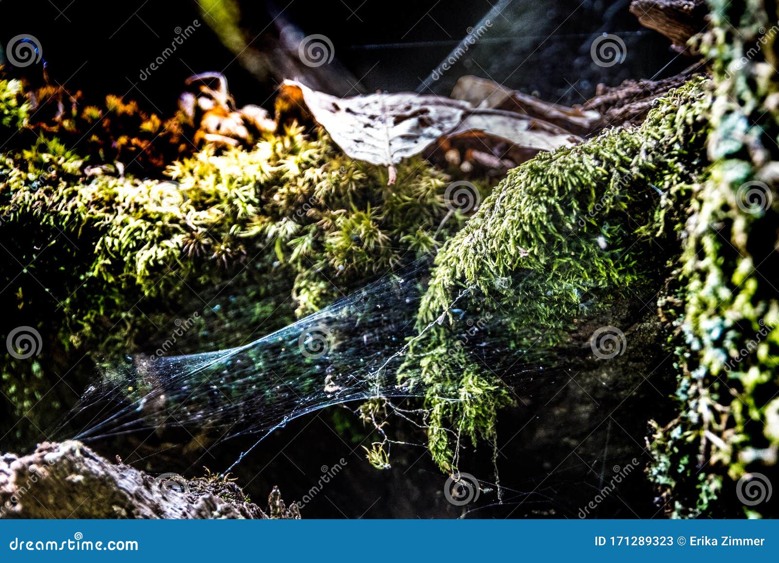 View of a Spider Weave among the Moss Stock Image - Image of luces ...
