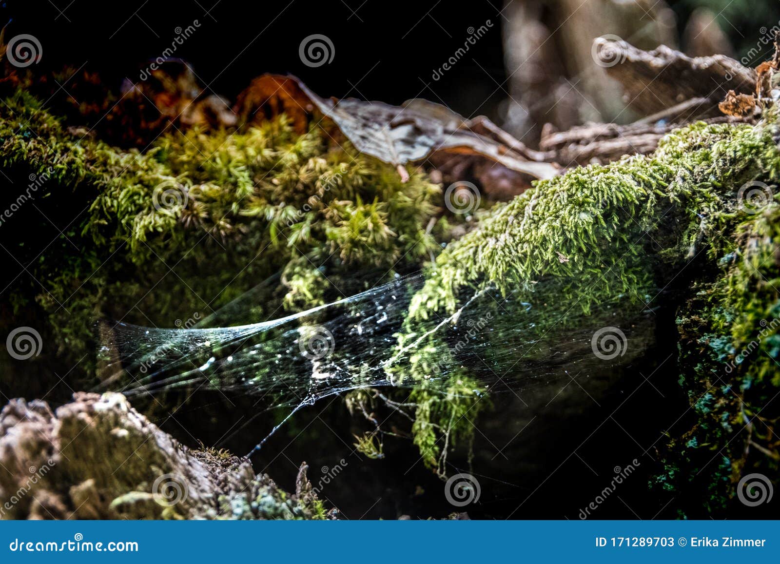 View of a Spider Weave among the Moss Stock Image - Image of musgo ...