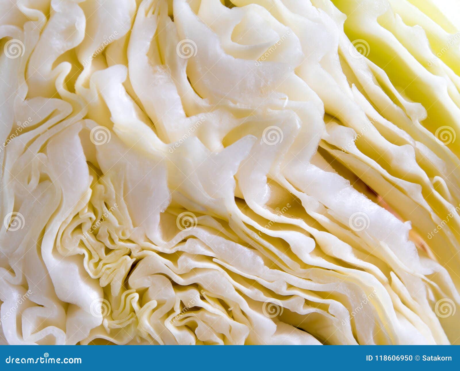 Close Up To Texture of Inside a Cabbage Stock Photo - Image of white ...