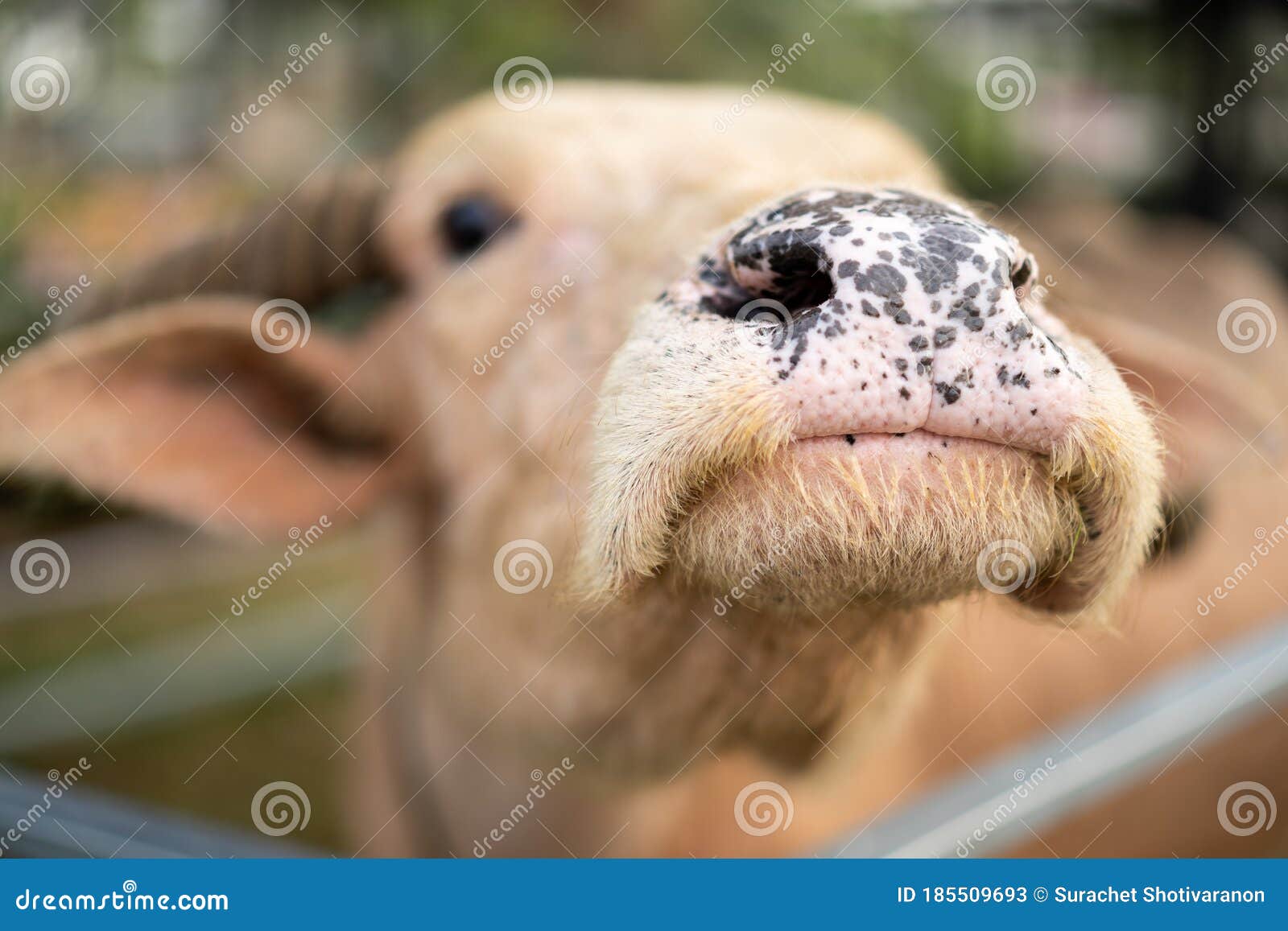 Buffalo's Nose Stock Photos - Free & Royalty-Free Stock Photos from ...