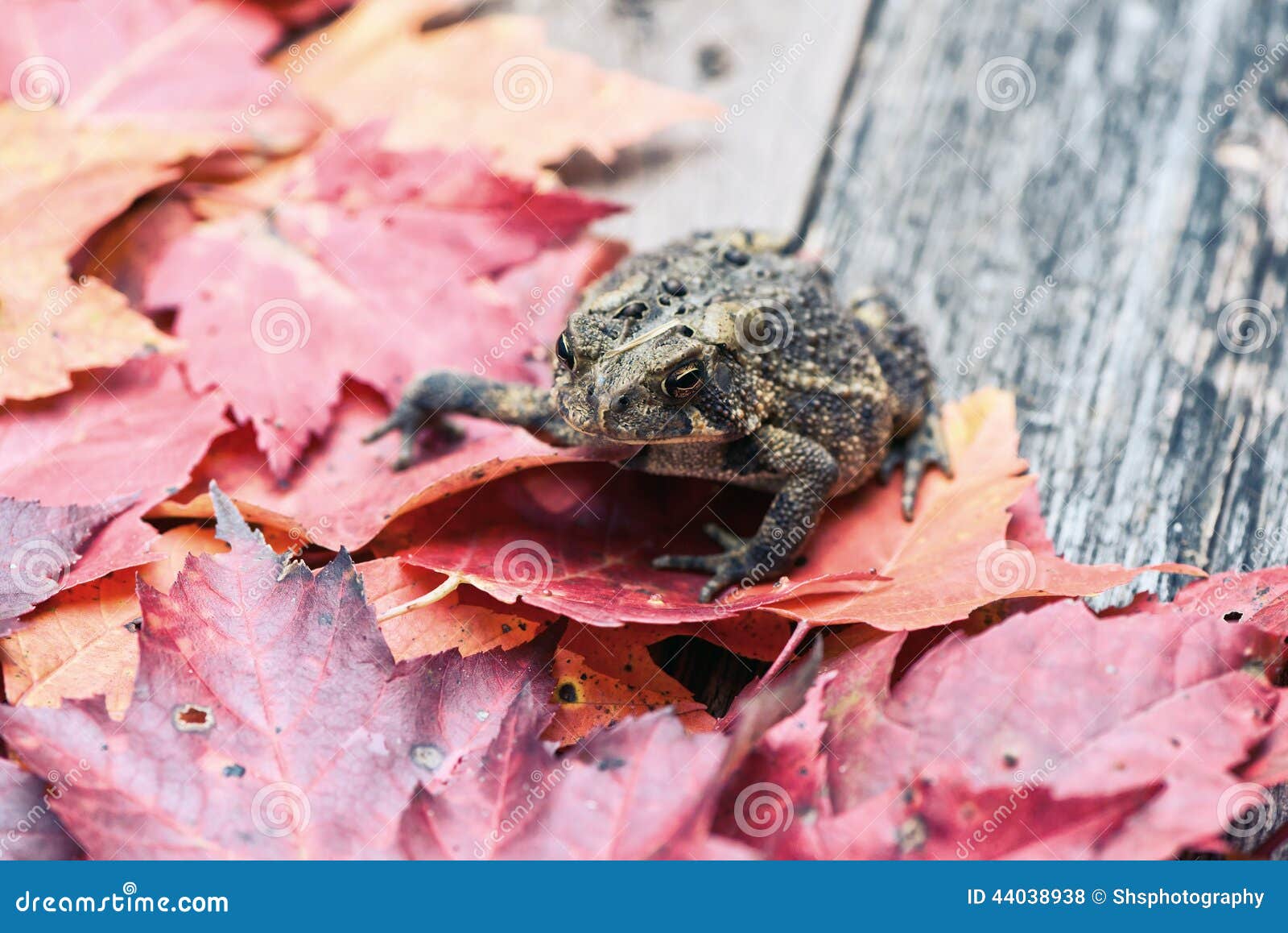 Close Up of a Toad Amongst Fall Leaves Stock Photo - Image of curious ...