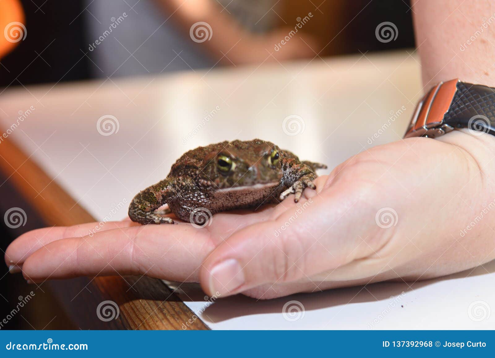 Toad and hand stock photo. Image of close, hand, isolated - 137392968