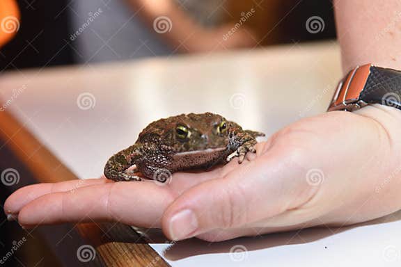 Toad and hand stock photo. Image of close, hand, isolated - 137392968