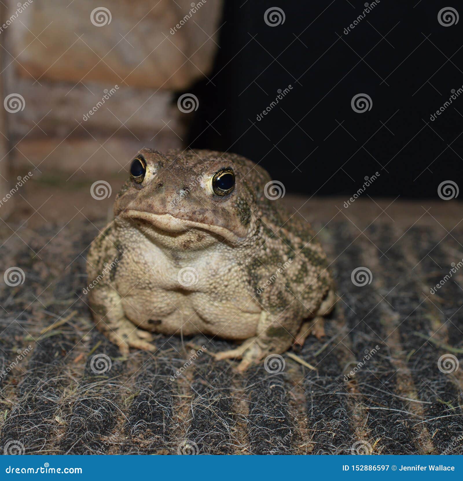Close up of a toad stock image. Image of closeup, great - 152886597