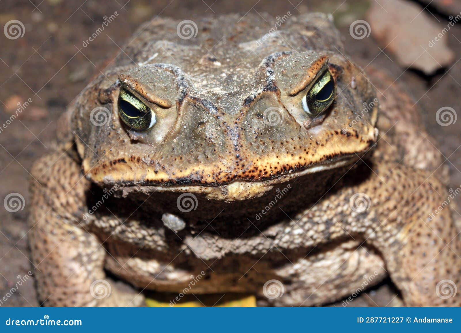Toad Close-up stock image. Image of toad, claro, pantanal - 287721227