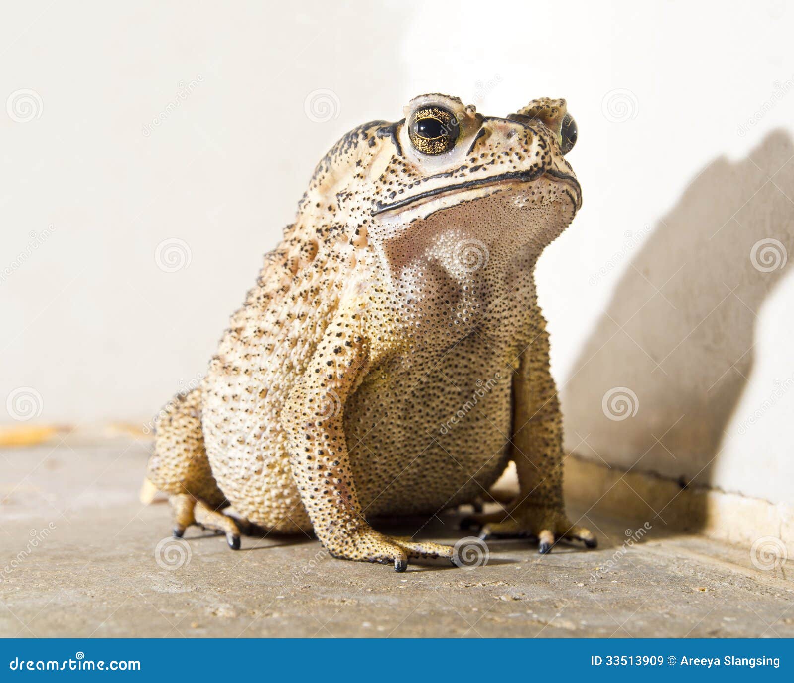 Close-up of Toad stock image. Image of amphibian, ranidae - 33513909