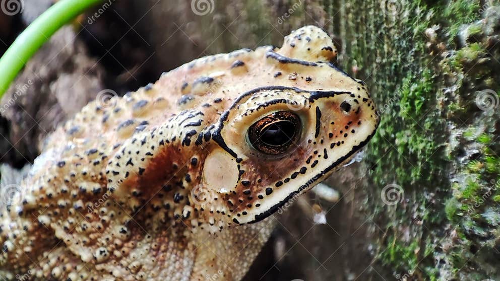 Close Up Toad from the Side. Stock Image - Image of cute, sitting ...