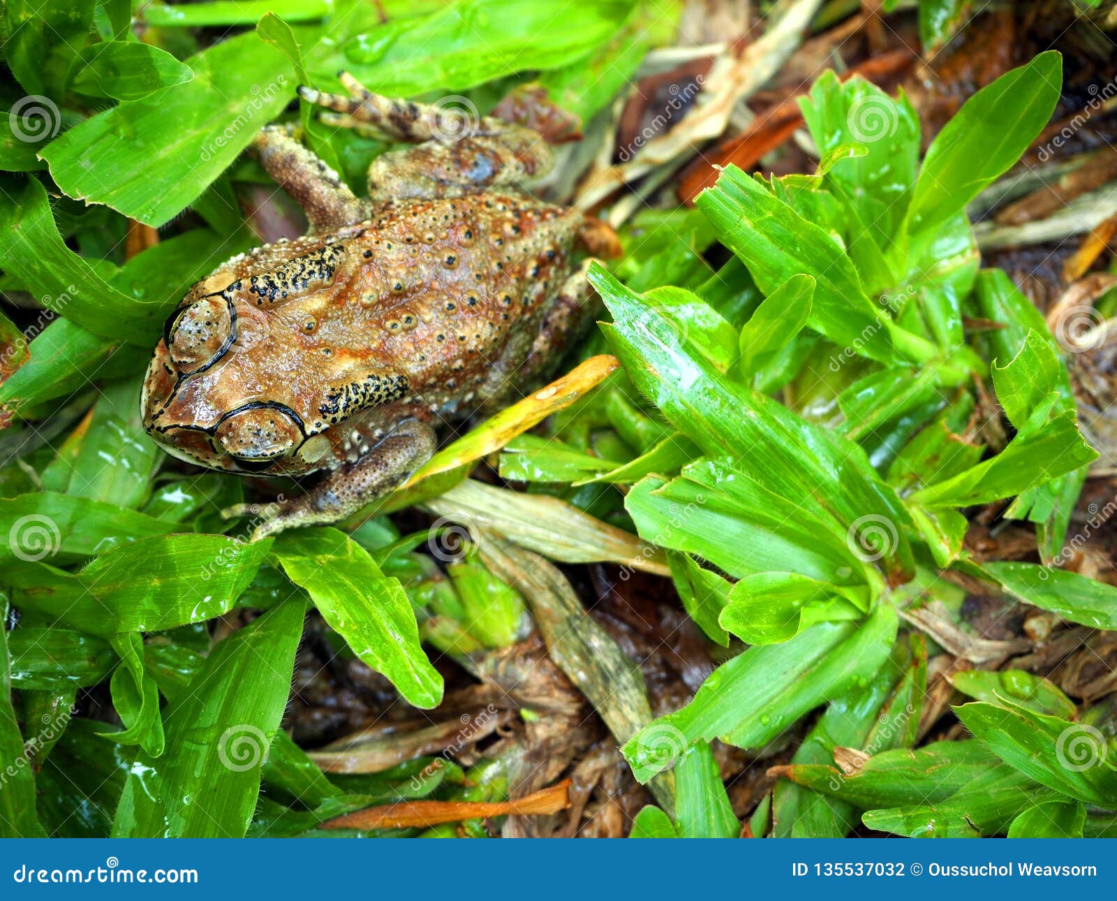 Close-up of a Toad Sitting in Grass Stock Photo - Image of brown, toad ...