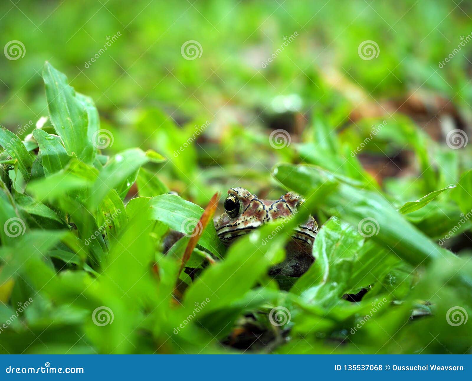 Close-up of a Toad Sitting in Grass Stock Photo - Image of environment ...