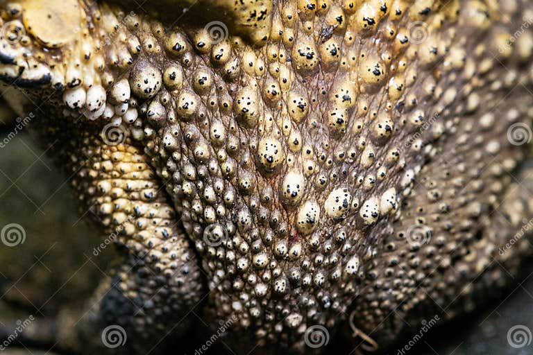 Close Up Toad Skin Texture Selective Focus Stock Image - Image of bumpy ...
