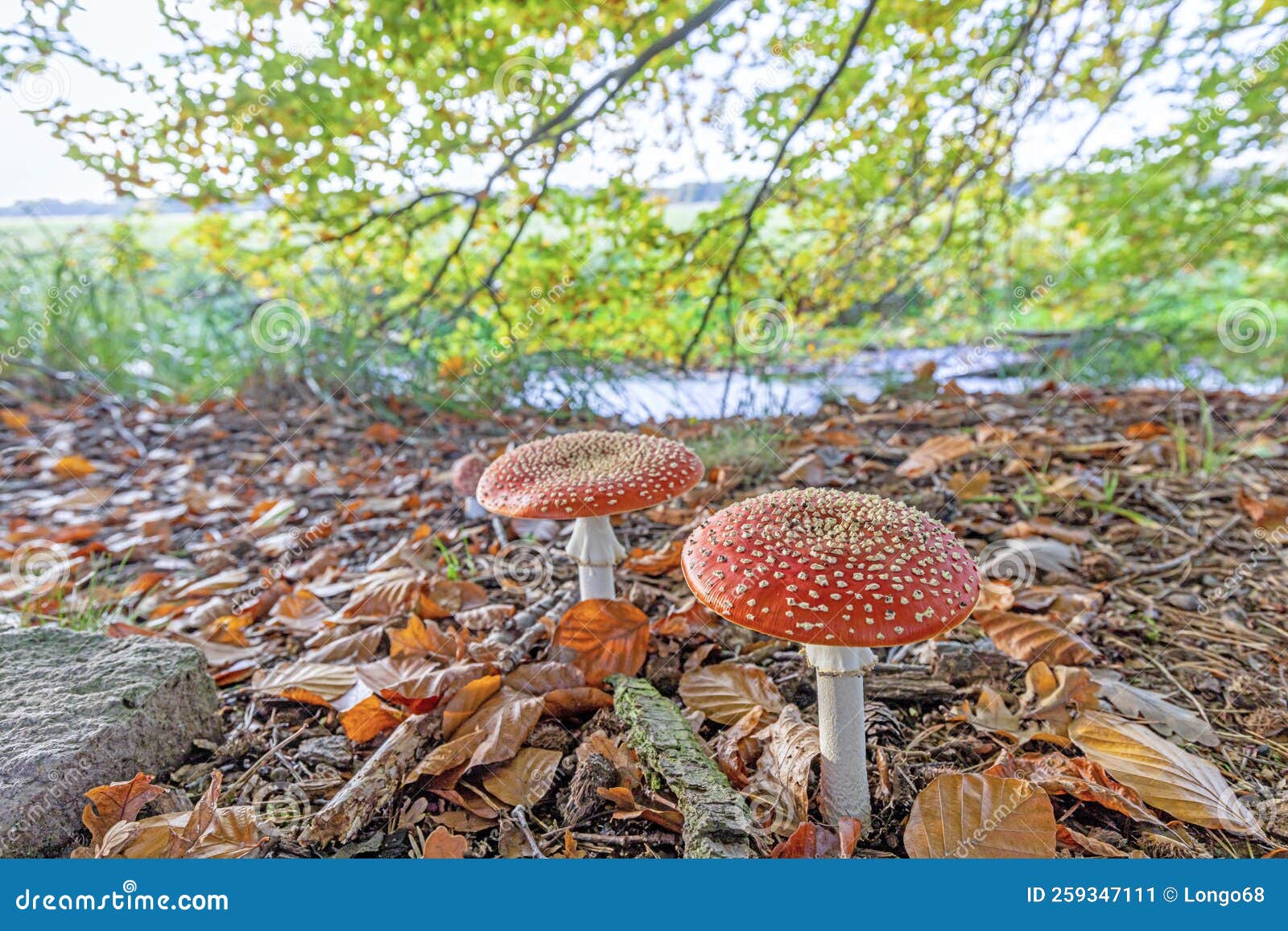 Close Up of a Toadstool on a Leaf Covered Forest Floor during the Day ...