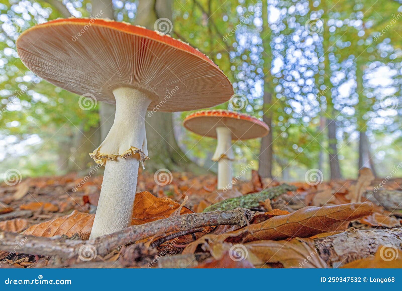 Close Up of a Toadstool on a Leaf Covered Forest Floor during the Day ...