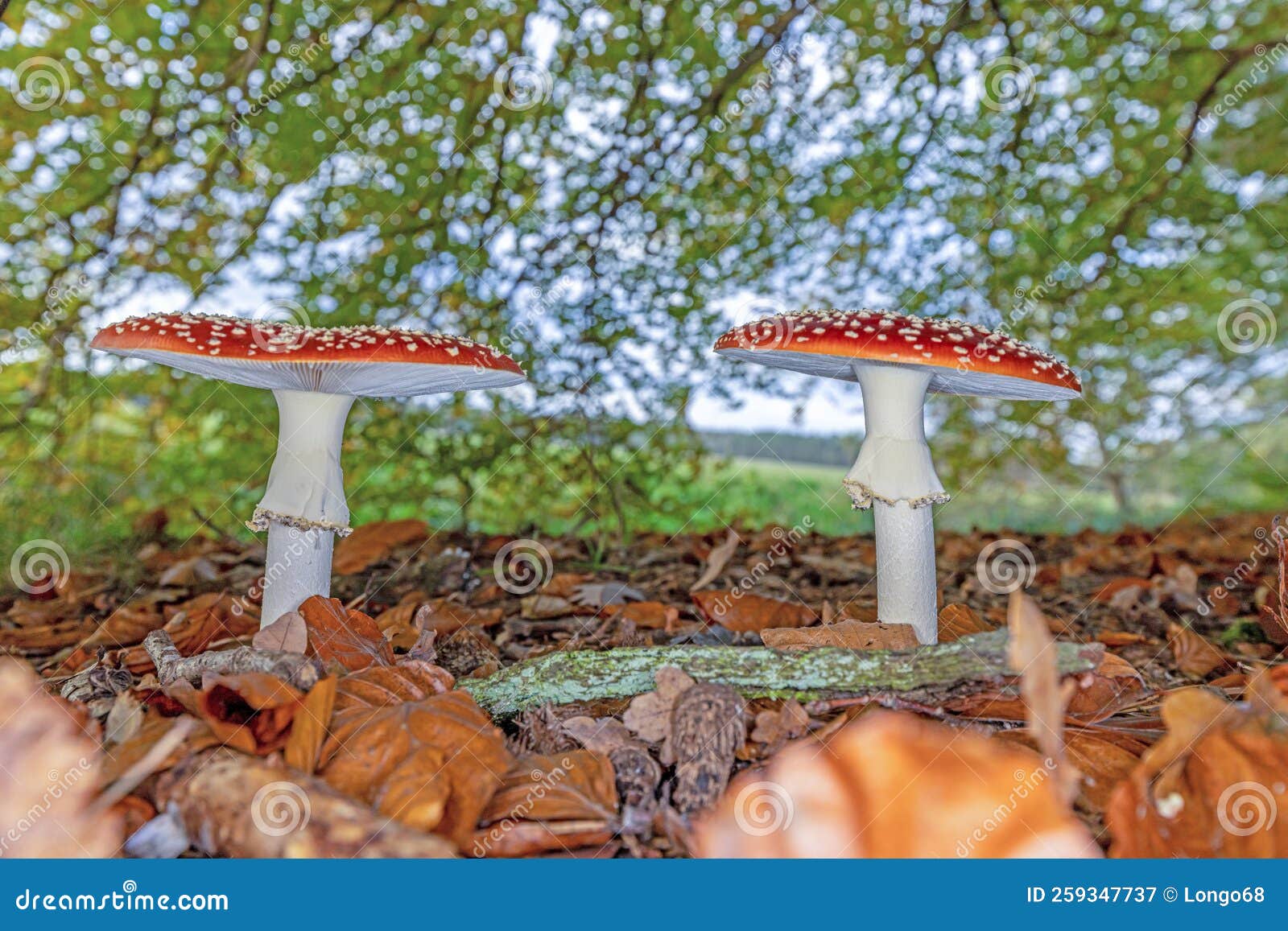 Close Up of a Toadstool on a Leaf Covered Forest Floor during the Day ...